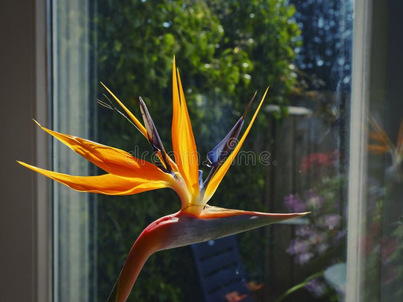 Orange Flower in Front of a Window with Refelctions Stock Image - Image ...