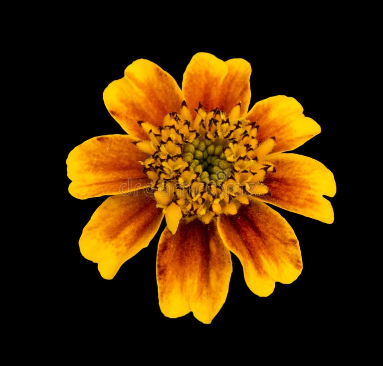 Orange Flower Helenium Macro Isolated Stock Photo - Image of leaves ...