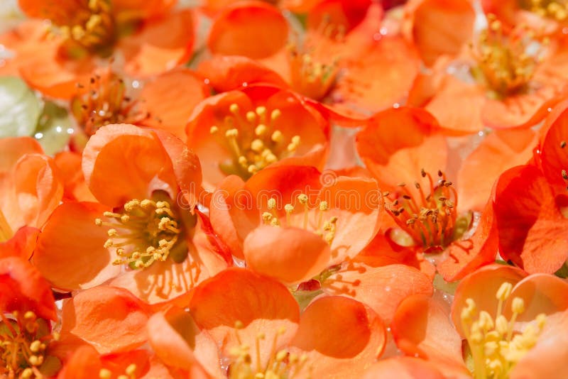 Orange Flower Inside Close Up. Stock Photo - Image of nature, beautiful ...