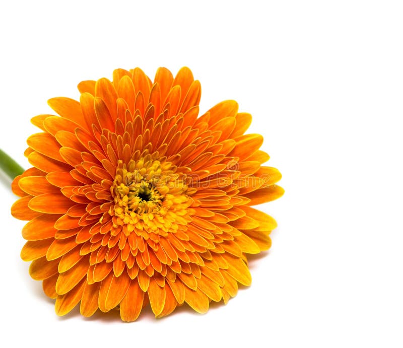 Orange flower isolated stock image. Image of anniversary - 10900707