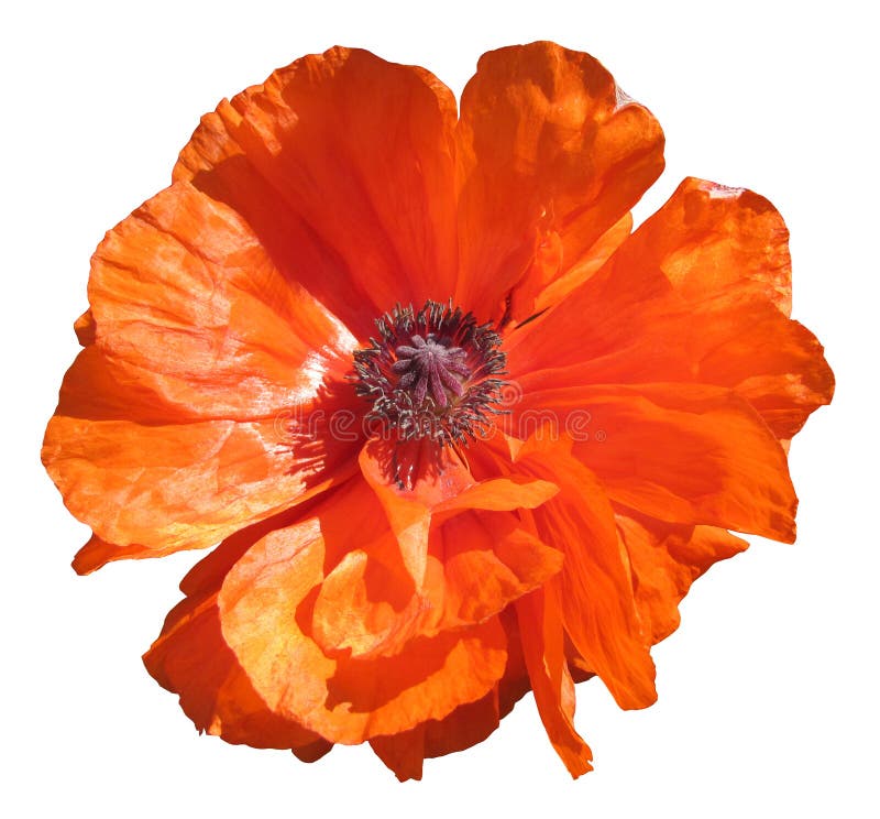 Orange Flower Isolated stock image. Image of colorful - 85447423