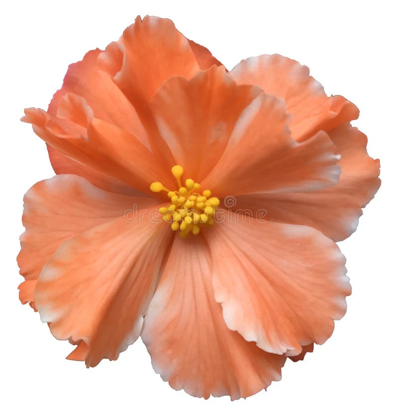 Orange Flower Isolated stock photo. Image of center, animal - 85447860