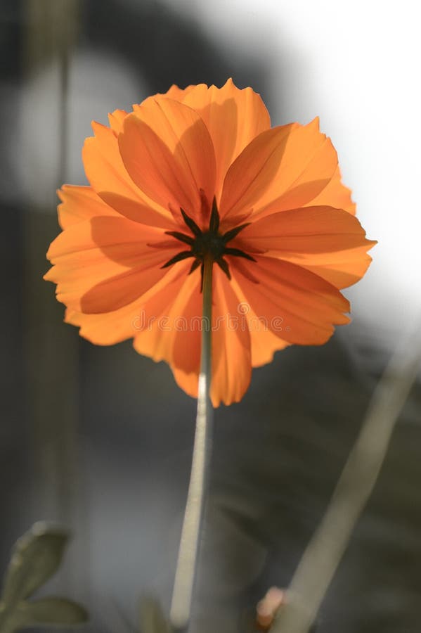Orange Flower Look from Back Pose Stock Image - Image of back, flower ...