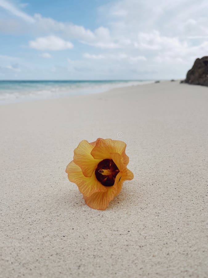 Orange Flower Lying on a Sand at Ocean Stock Image - Image of landscape ...