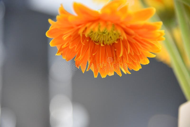 Macro Photography Of Orange Flower Picture. Image: 82991188