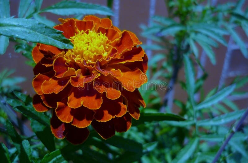 Orange flower in Madrid stock photo. Image of abstract - 114243966