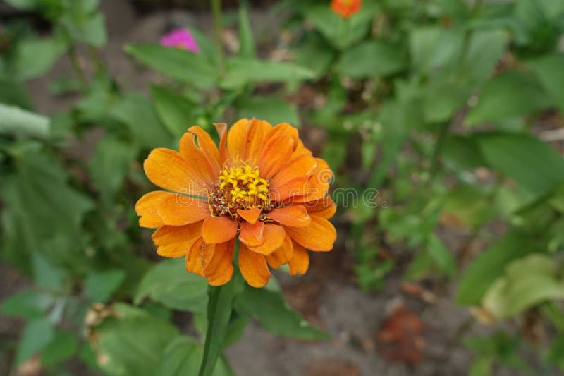 Orange Flower of One Semi-double Zinnia Elegans in July Stock Photo ...