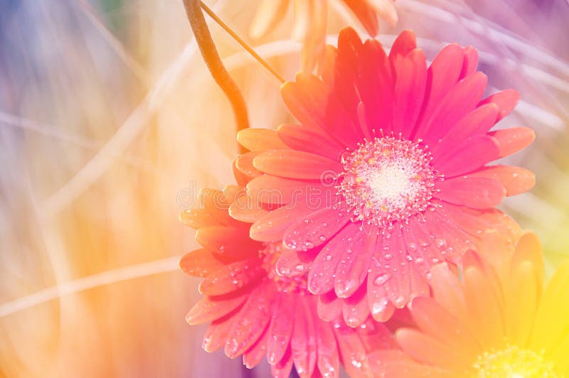 Orange Flower with Pastel Color Gradient Background Stock Image - Image ...