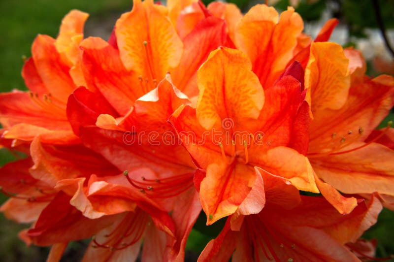 Orange Flower Rhododendron on the Garden Stock Photo - Image of flower ...