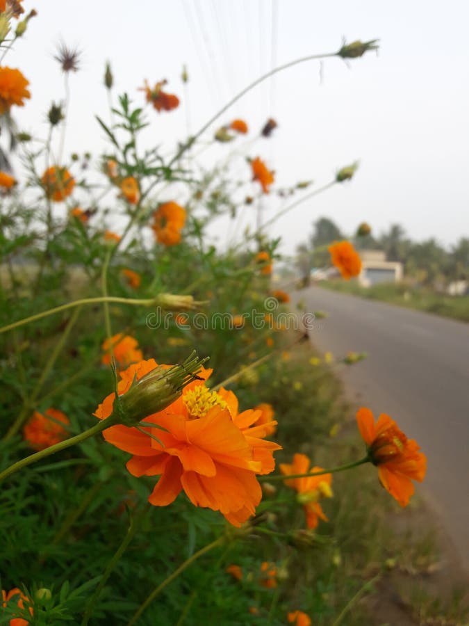 Orange flower road side stock photo. Image of side, morning - 104149858