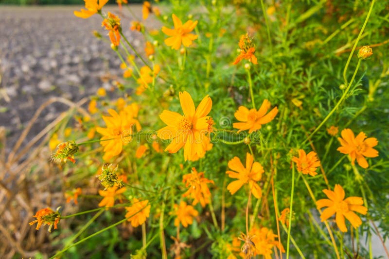 Orange flower stock photo. Image of leaf, flower, environment - 58592494