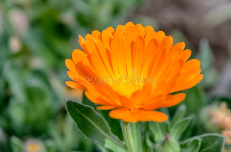 Orange flower in spring stock photo. Image of grass - 151709954