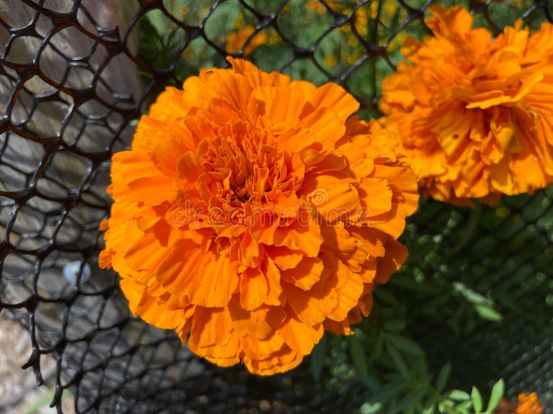 Vibrant Orange Flower in Summer in August Stock Image - Image of ...