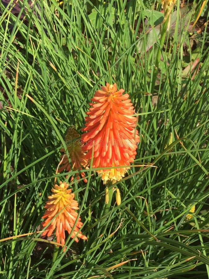 Orange stock image. Image of flower, green, orange, surround - 96224491