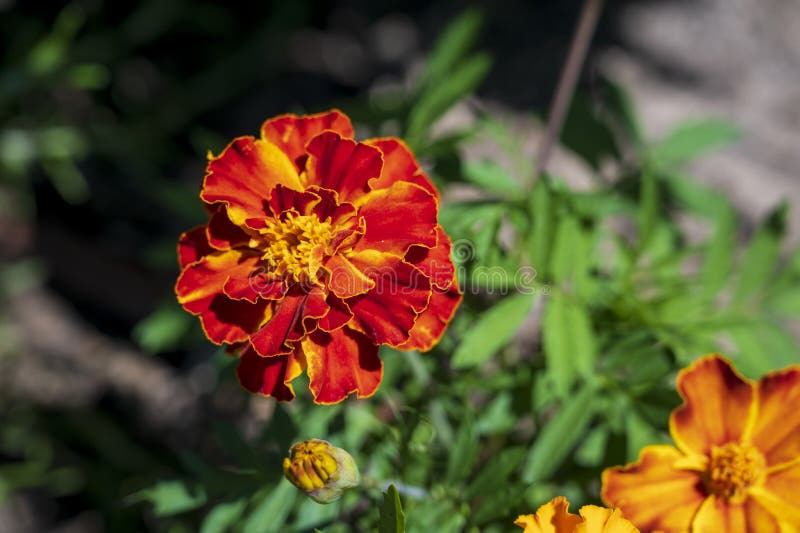 Orange Flower Tagetes Erecta Stock Photo - Image of orange, green ...