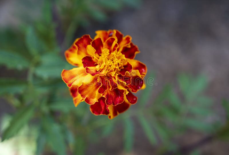 Orange Flower Tagetes Erecta Stock Photo - Image of flora, natural ...