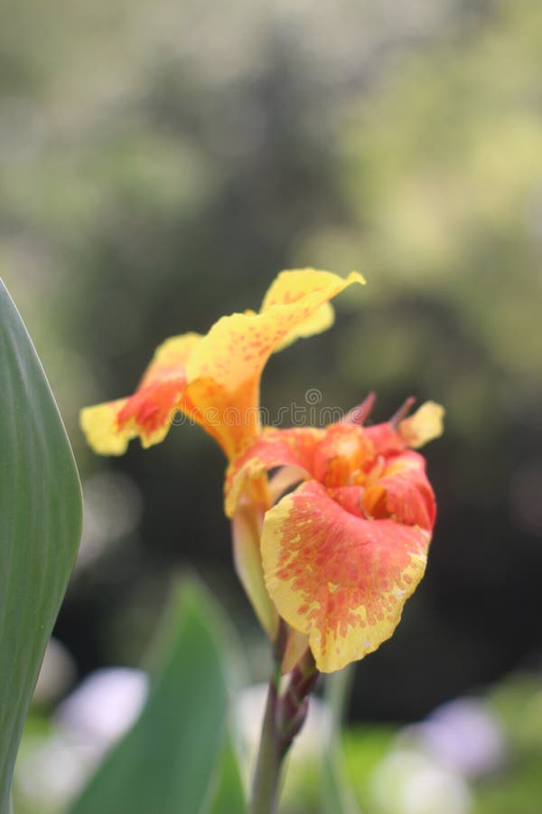 Yellow Flower in Talun Waterfall Stock Photo - Image of leaves, earth ...