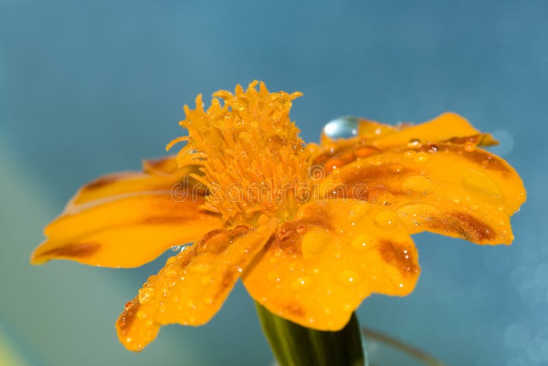Orange Flower with Water Drop Stock Photo - Image of drop, aqua: 3184378