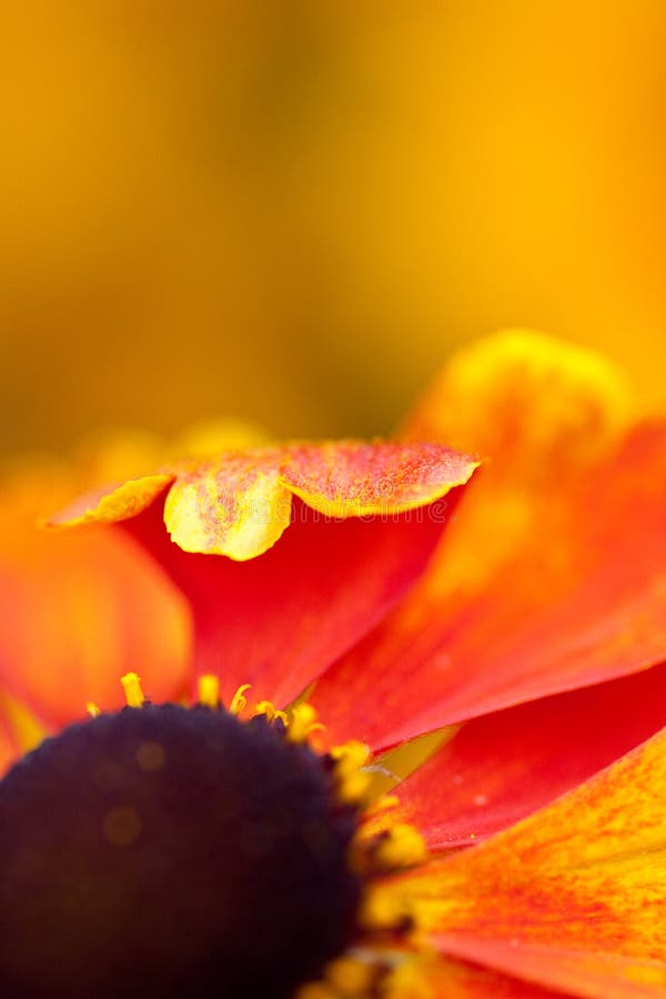 Orange Flower Waves in Sunlight Stock Image - Image of bright, wave ...