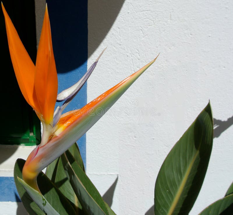 Orange Flower by the Window Stock Image - Image of sunny, leaf: 175306017