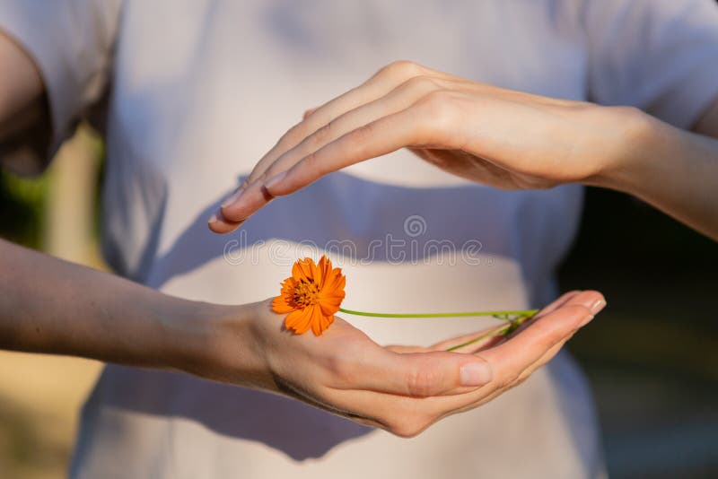 An Orange Flower in a Woman Hands Stock Image - Image of girl ...