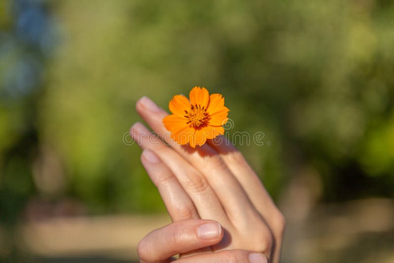 An Orange Flower in a Woman Hands Stock Photo - Image of bright, person ...