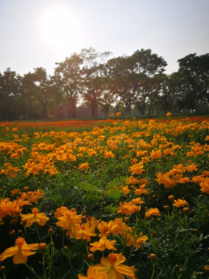 Flowerfield Stock Photos - Download 1,274 Royalty Free Photos