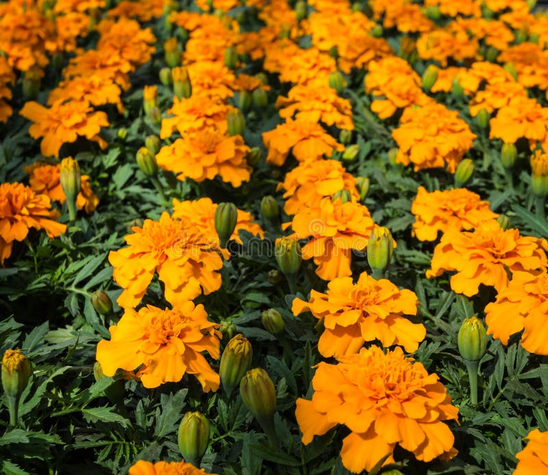 Orange Flowering Tagetes Plants in a Plant Stock Photo - Image of ...