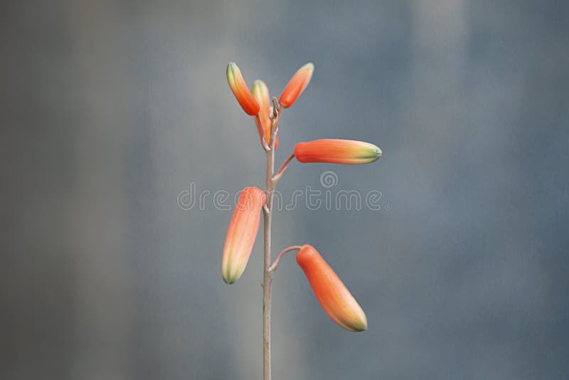 Orange Flowers of the Agave Tree Stock Photo - Image of southern, tree ...