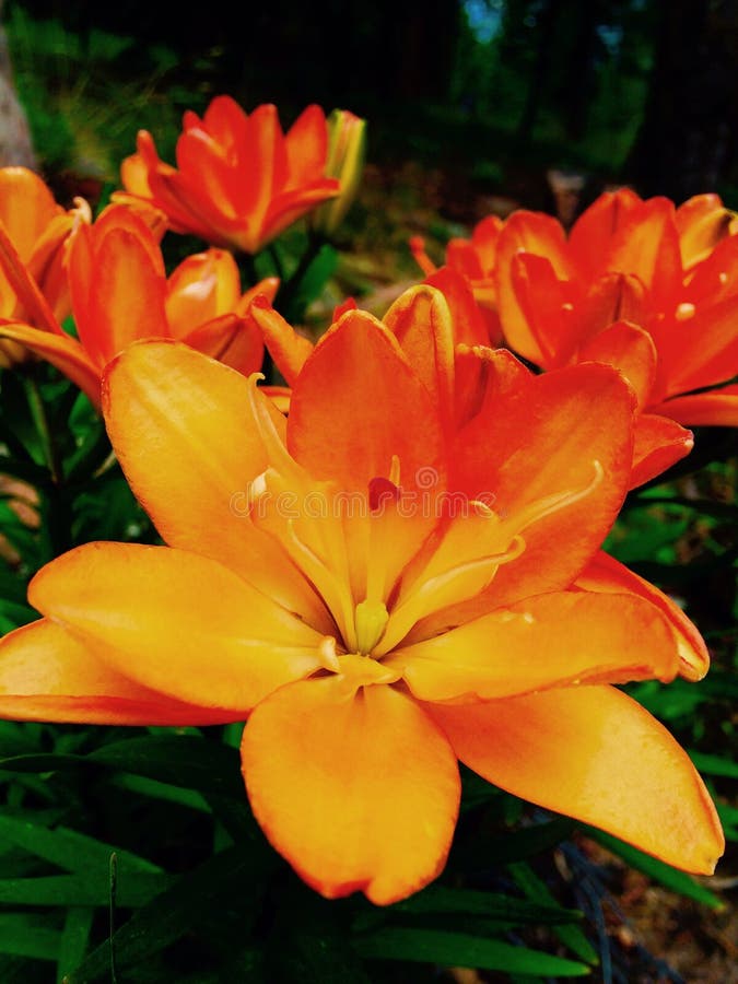 Orange Flowers stock photo. Image of flowers, flower - 75875456