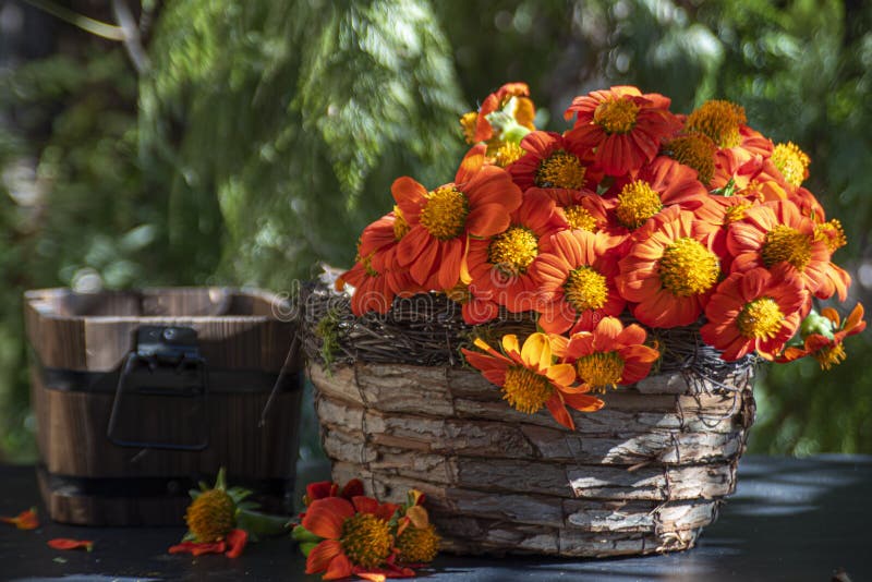 Orange Flowers Arranged in Rustic Containers with Natural Light Stock ...