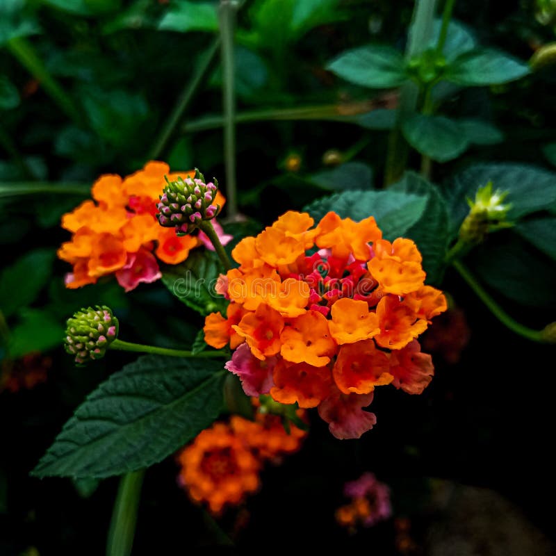 Orange flowers in bloom stock image. Image of blossom - 204570283