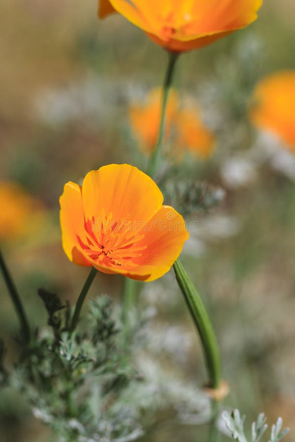 Orange Flowers in bloom stock image. Image of field, spring - 40714463