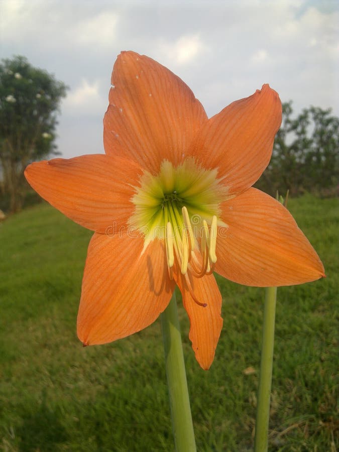 The Orange flowers bloom stock photo. Image of bloom - 63013014