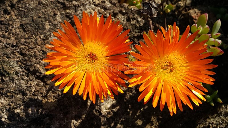 Orange Flowers in bloom stock photo. Image of earth, leaves - 83486858