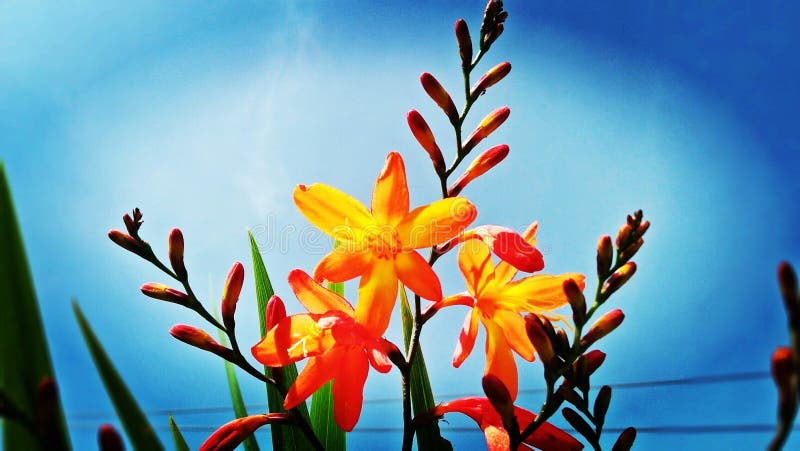 Orange Flowers with Blue Background Stock Illustration - Illustration ...