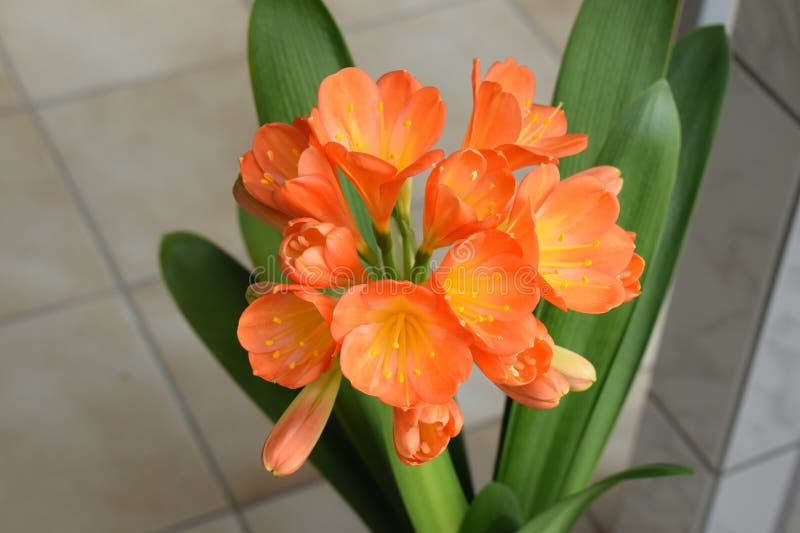 Clivia Lily Blooming in Spring Stock Photo - Image of blooming, front ...