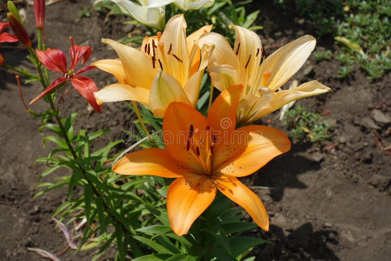 Orange Flowers of Lilies in June Stock Image - Image of leaf, growth ...