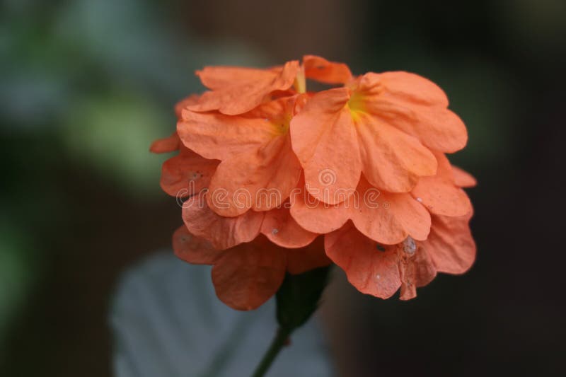 The Orange Flowers of a Crossandra Stock Photo - Image of coccinea ...