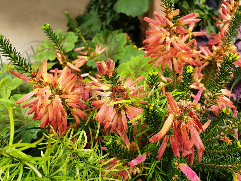 Orange Flowers Erica Verticillata Stock Image - Image of color, nature ...