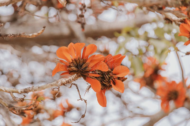 Orange Flowers on Erythrina Caffra Tree Iin Spring Stock Image - Image ...