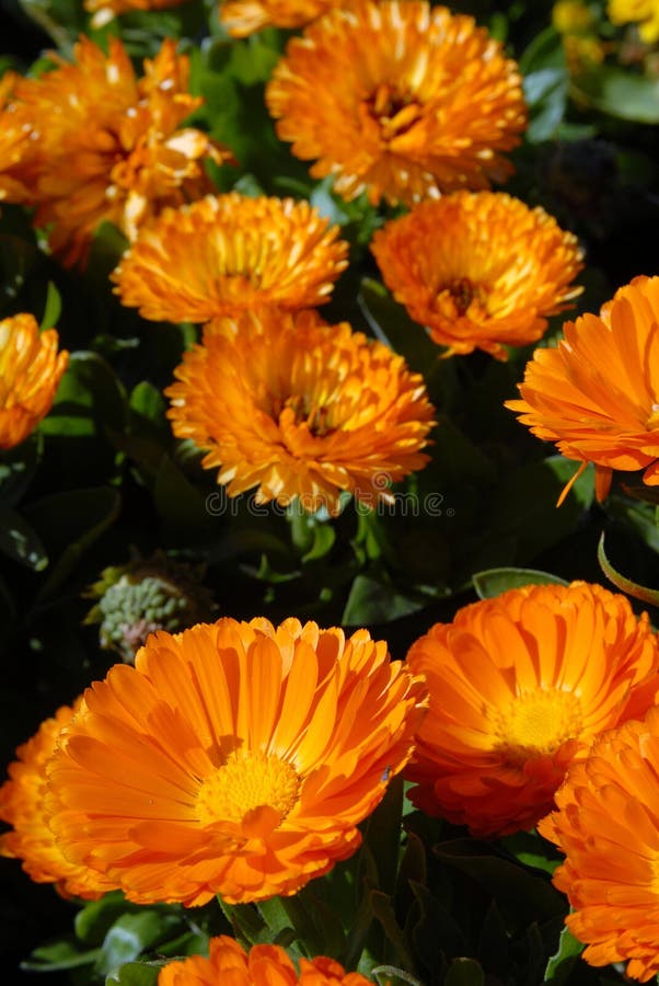 Orange Flowers Field. stock image. Image of leaves, orange - 11468597