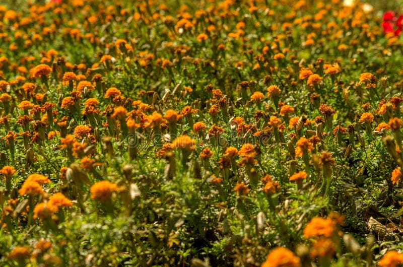 Orange flowers field stock image. Image of ising, ellow - 45158317