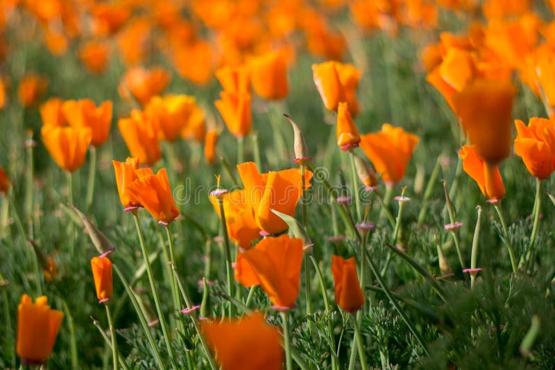 Orange Flowers Fields in Blur Backgrounds Stock Image - Image of bunch ...
