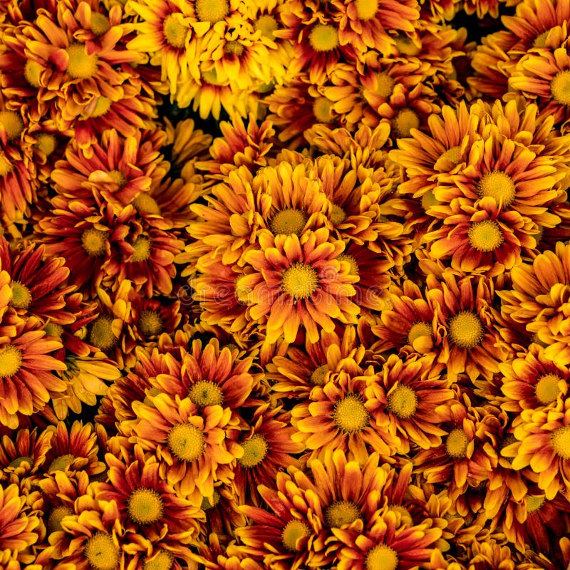 Orange flowers floor stock photo. Image of pattern, meadow - 85951208