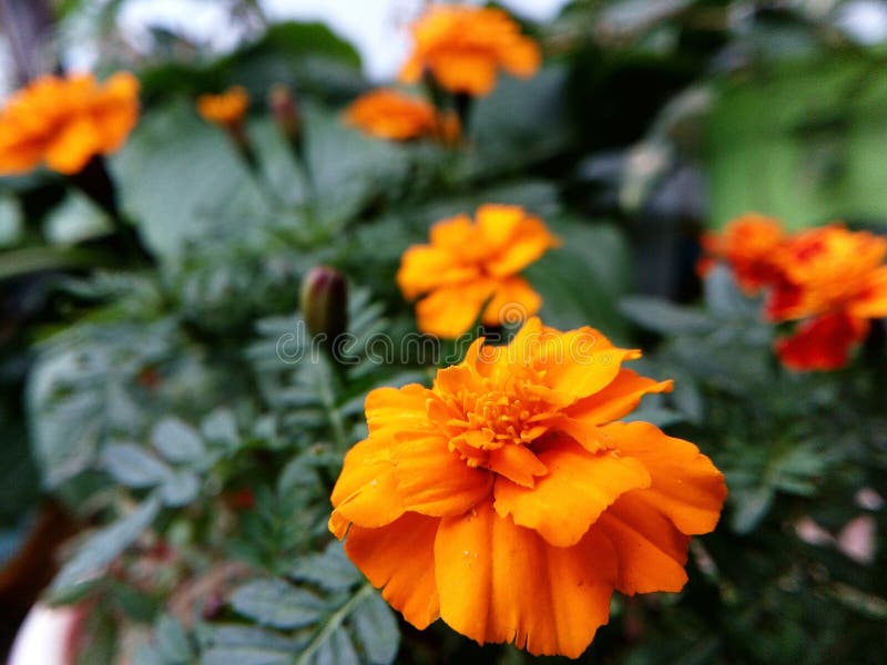 Orange flowers stock photo. Image of flowers, nature - 82143746