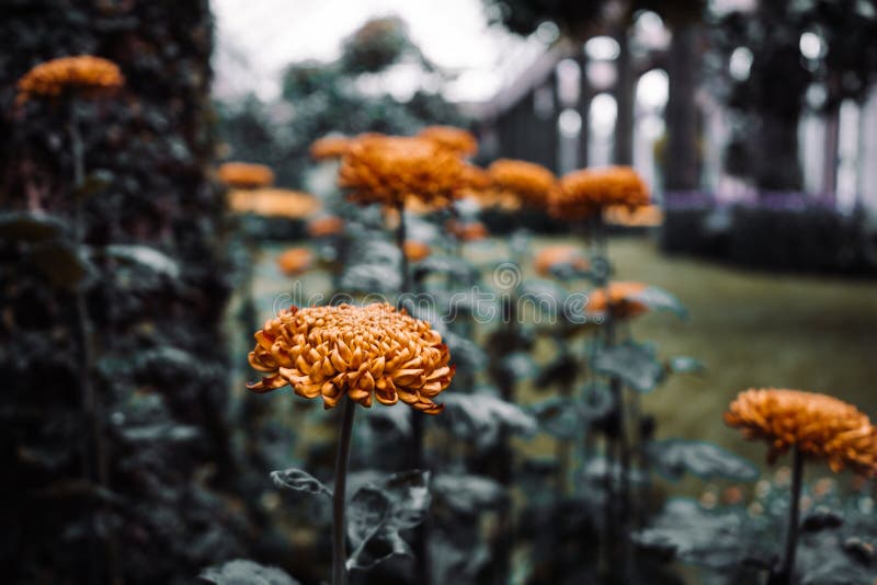 Orange Flowers in Garden Center Stock Image - Image of petals, center ...