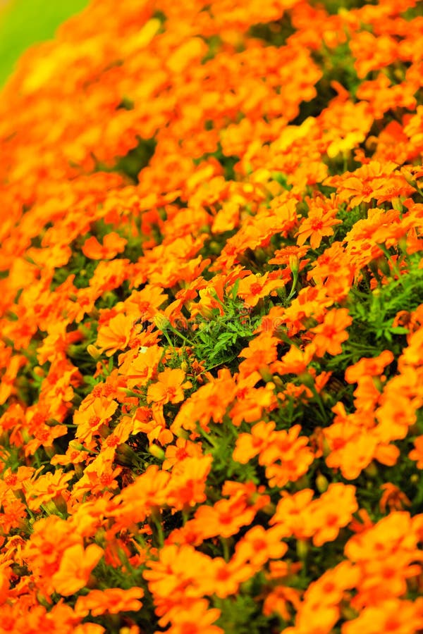 Spring Flowers Orange Wallpapers
