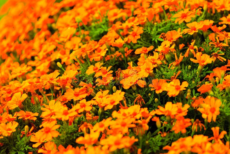 Orange Flowers In The Garden. Spring Or Summer Background Stock Photo ...