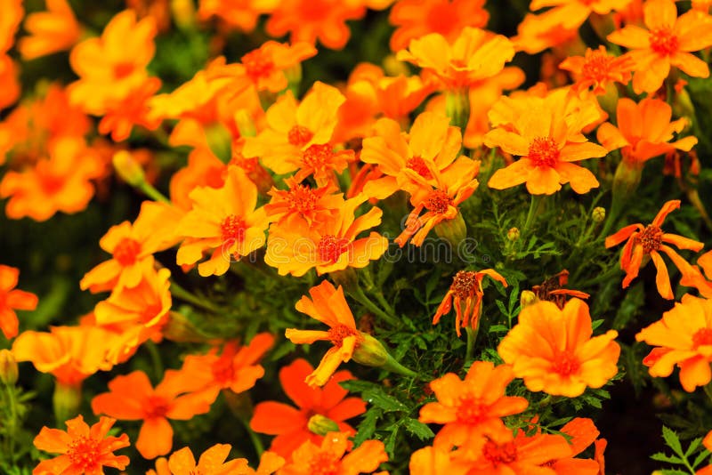 Orange Flowers in the Garden. Spring or Summer Background Stock Image ...